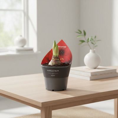 Hipp Mixed Extra 2 Knop Pot size 14 Cm Height 25 Amaryllis Indoor ...