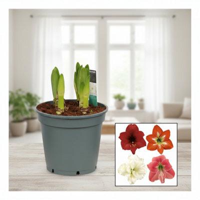 Hipp Mtfl Mixed 6-7 Knop Pot size 17 Cm Height 30 Amaryllis Indoor ...