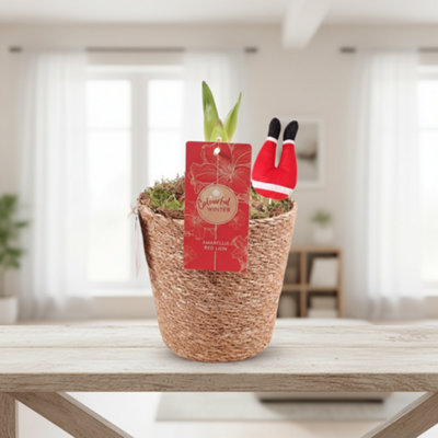 Hipp Red Lion 2 Knop Rotan Mand Pot size 17 Cm Height 20 Amaryllis ...