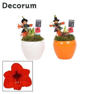 Hipp Rood 2 Knop Ceramic Mela, 12cm Pot Size, 25cm Tall, Snake plant ...