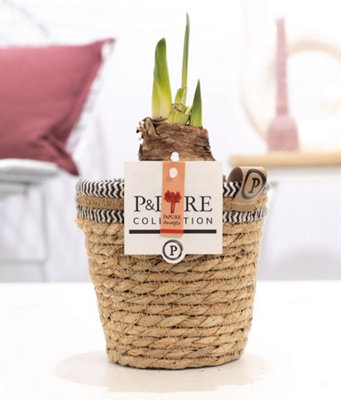 Hipp Rood 2 Knop Mand, 12cm Pot Size, 22cm Tall, Pepperomia