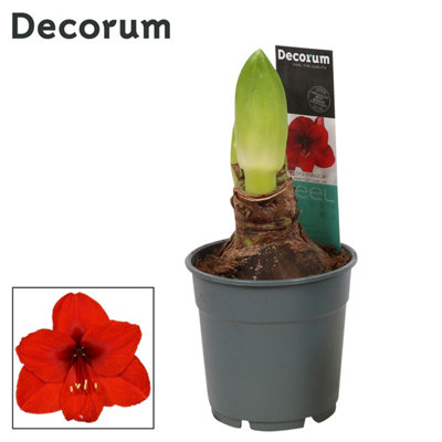 Hipp Royal Red 2 Knop, 12cm Pot Size, 25cm Tall, Amaryllis