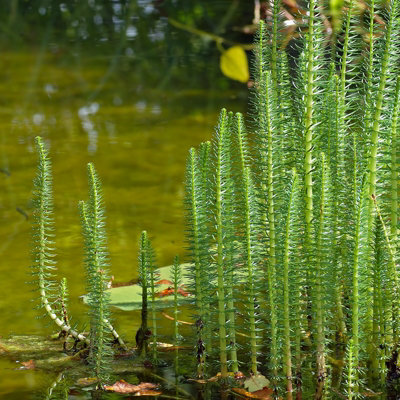 Hippuris Vulgaris Pond Plant in 9cm Pot - Mares Tail Marginal Water ...