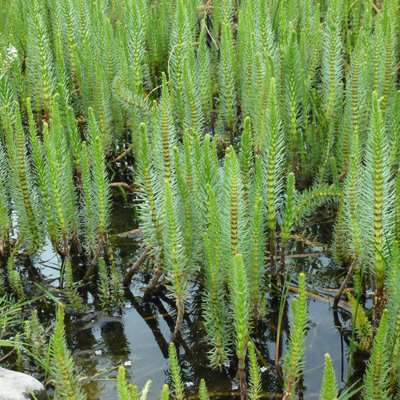Hippuris Vulgaris Pond Plant in 9cm Pot - Mares Tail Marginal Water ...