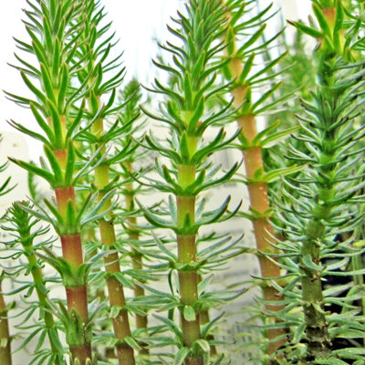 Hippuris Vulgaris Pond Plant in 9cm Pot - Mares Tail Marginal Water ...