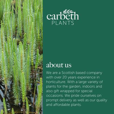 Hippuris Vulgaris Pond Plant in 9cm Pot - Mares Tail Marginal Water ...