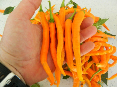 HJ3 Solar Flare Space Chilli Seeds - 10 Fresh Seeds