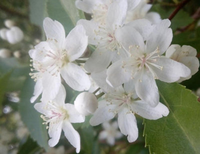 Hoheria Sexstylosa Snow White Tree 6ft Tall Supplied in a 12 Litre Pot ...