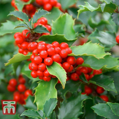 Holly Hedging Pack - 10 Potted Plants