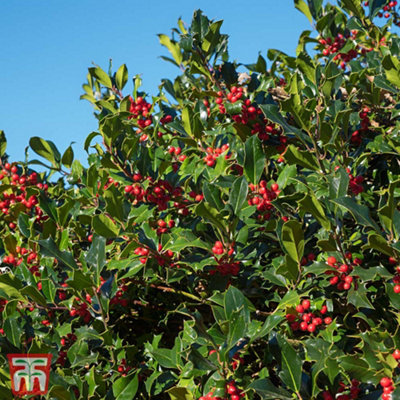 Holly Hedging Pack - 10 Potted Plants
