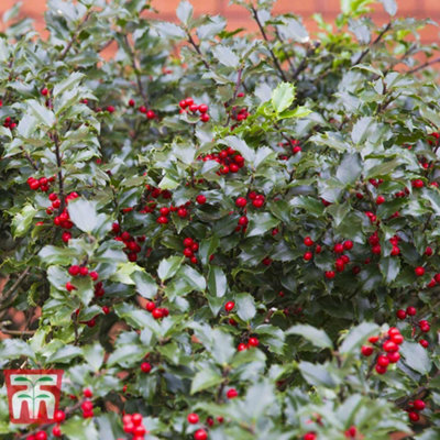 Holly Hedging Pack - 10 Potted Plants
