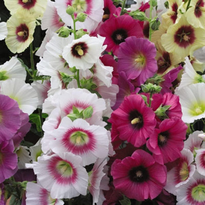 Hollyhock Good Golly Miss Holly 1 Seed Packet (20 Seeds)
