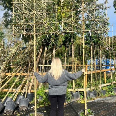 HOLM OAK PLEACHED TREE WITH STAKING KIT - 200CM STEM AND 8CM GIRTH
