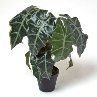 Homescapes Amazonica Elephant Ear Plant in Pot, 50 cm Tall | DIY at B&Q