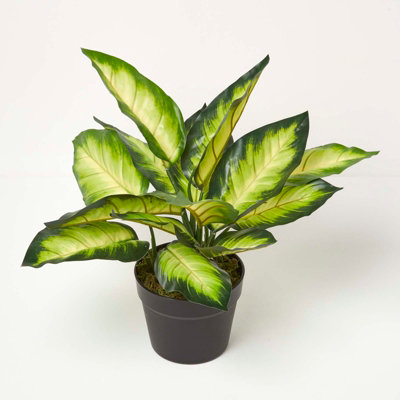 Homescapes Dieffenbachia Dumb Cane Plant in Pot, 50 cm Tall