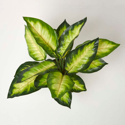 Homescapes Dieffenbachia Dumb Cane Plant in Pot, 50 cm Tall