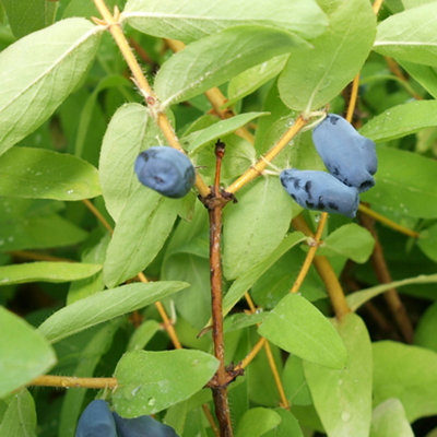 Honeyberry 'Altaj' plant in a 2L pot - Lonicera kamschatiana Plant ...