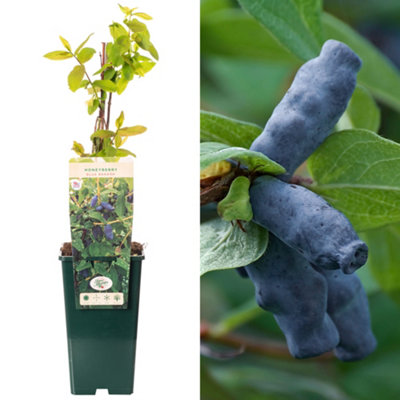Honeyberry Blue Banana - Lonicera caerulea edulis, Edible and Delicious ...