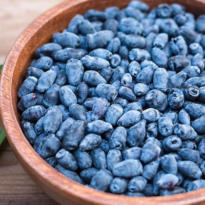 Honeyberry Boreal Blizzard - Hardy Edible Berry Shrub with Ornamental ...