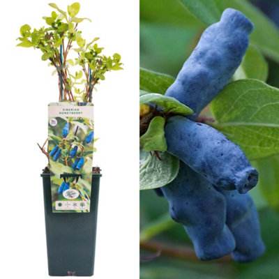 Honeyberry Siberian - Cold-Hardy Berry Bush with Sweet Blueberries (30 ...