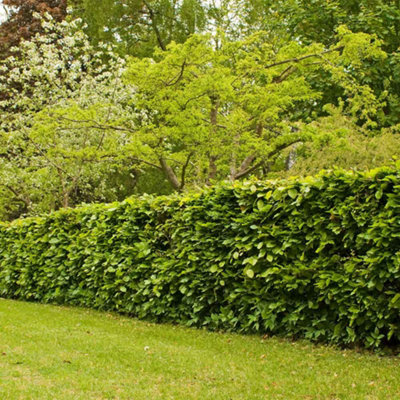 Hornbeam 120/150cm bare root 100 Pack - Hedges Direct