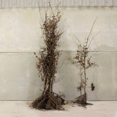 Hornbeam 120/150cm bare root 100 Pack - Hedges Direct