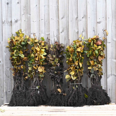Hornbeam 120/150cm bare root 100 Pack - Hedges Direct