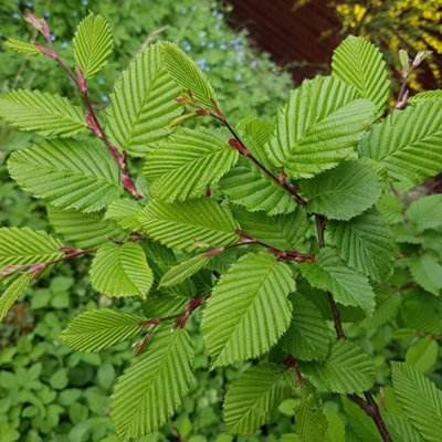 Hornbeam Hedge Carpinus betulus Set of 10 Bare Root Hedges 40-60cm
