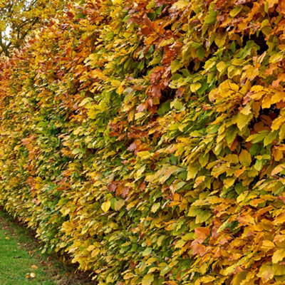 Hornbeam Hedge Carpinus betulus Set of 10 Bare Root Hedges 40-60cm