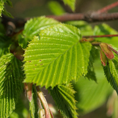 Hornbeam Hedge Carpinus betulus Set of 10 Bare Root Hedges 40-60cm