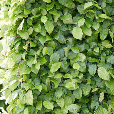 Hornbeam Hedge Carpinus betulus Set of 50 Bare Root Hedges 40-60cm ...