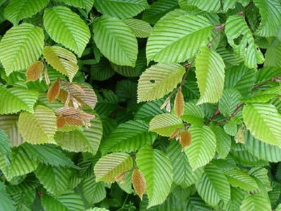 Hornbeam Hedging Plants x20 Carpinus Betulus 6-7ft Full Pallet of ...