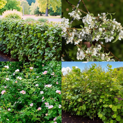 Horse Friendly 20 x Bare Root Hedging Mix - Safe Native Paddock Hedge ...