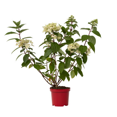 Hortensia - Hydrangea paniculata Wims Red - Height 25-40cm - Pot 19cm