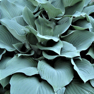 Hosta Blue Angel Garden Plant - Beautiful Blue Foliage, Compact Size ...