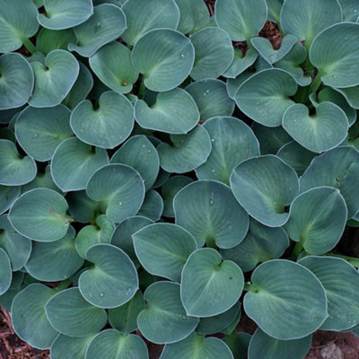 Hosta Blue Mouse Ears (10-20cm Height Including Pot) Garden Plant ...