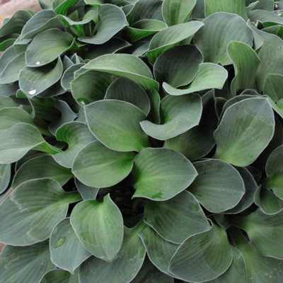 Hosta Blue Mouse Ears 9cm Potted Plant x 1