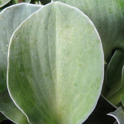 Hosta Blue Mouse Ears 9cm Potted Plant x 1