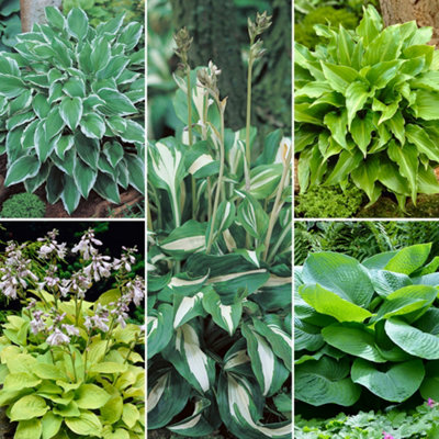 Hosta Collection 5 Bare Root Plants