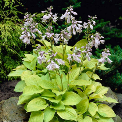 Hosta Collection 5 Bare Root Plants