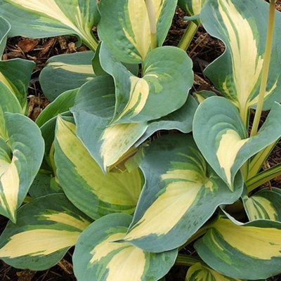 Hosta Dream Queen (10-20cm Height Including Pot) Garden Plant - Compact ...