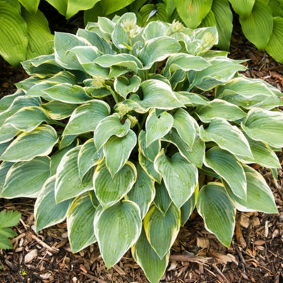 Hosta First Frost Garden Plant - Variegated Foliage, Outdoor Plant ...
