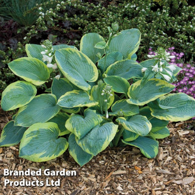 HOSTA GIANT LEAVED MIX 3 BARE ROOT PLANTS