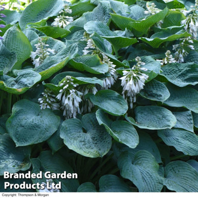 HOSTA GIANT LEAVED MIX 3 BARE ROOT PLANTS