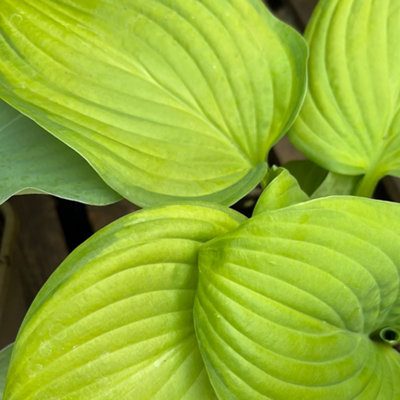 Hosta Guacamole - Bright Green Foliage, Ideal for Shady Borders in UK ...