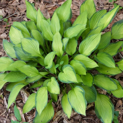 Hosta Guacamole - Bright Green Foliage, Ideal for Shady Borders in UK ...