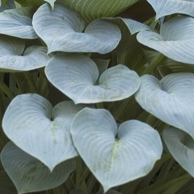 Hosta Halcyon (10-20cm Height Including Pot) Garden Plant - Compact ...