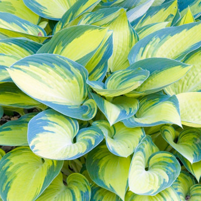 Hosta June Garden Plant - Variegated Foliage, Green and Yellow Colour ...