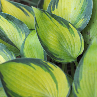 Hosta June Garden Plant - Variegated Foliage, Green and Yellow Colour ...