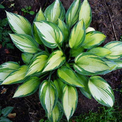Hosta June Garden Plant - Variegated Foliage, Green and Yellow Colour ...